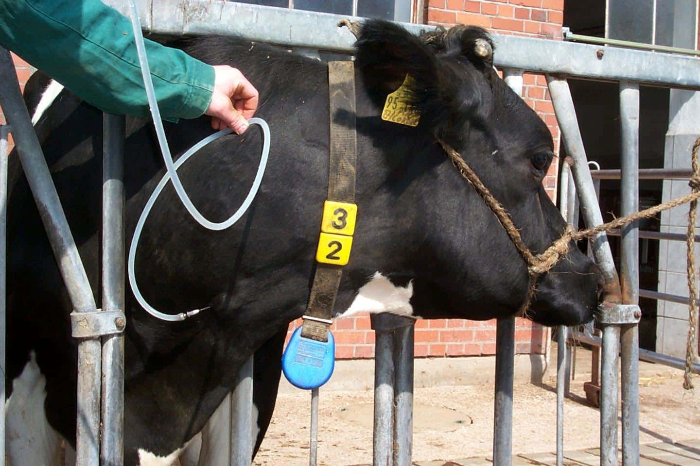 Gegen Coli-Mastitis impfen? | Elite Magazin
