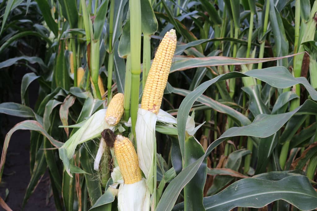 Maisbestände sehr unterschiedlich | Elite Magazin