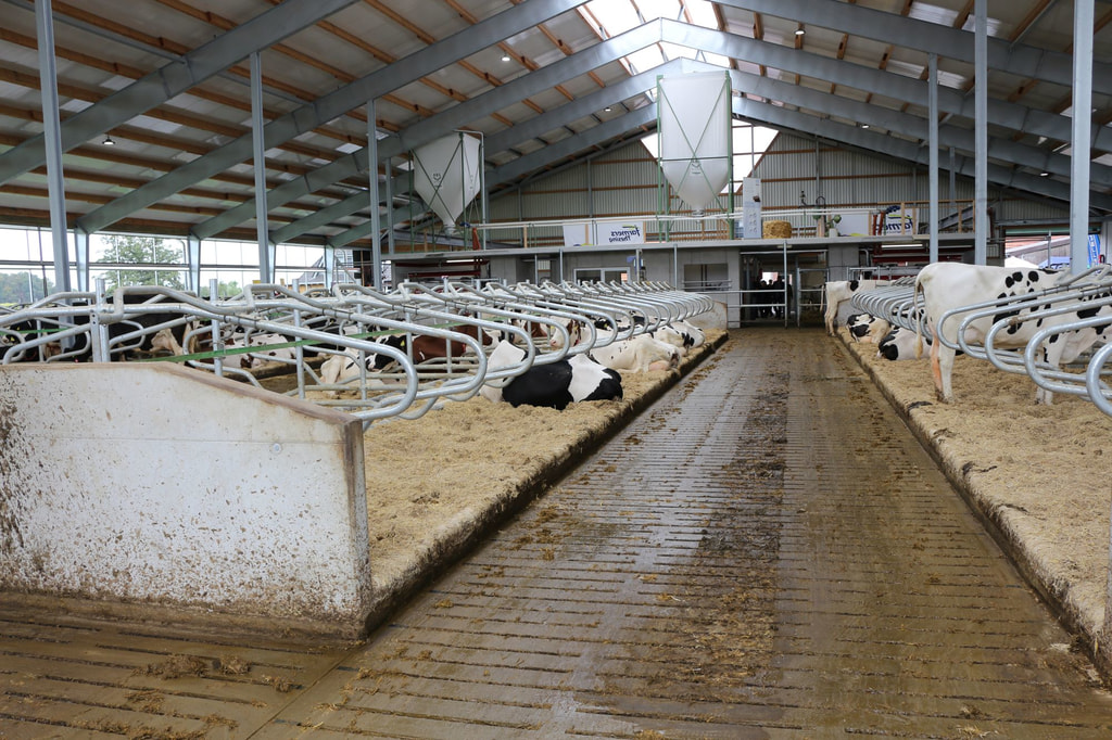 Ein Kuhstall für die Zukunft - Nachrichten - News - Elite Magazin