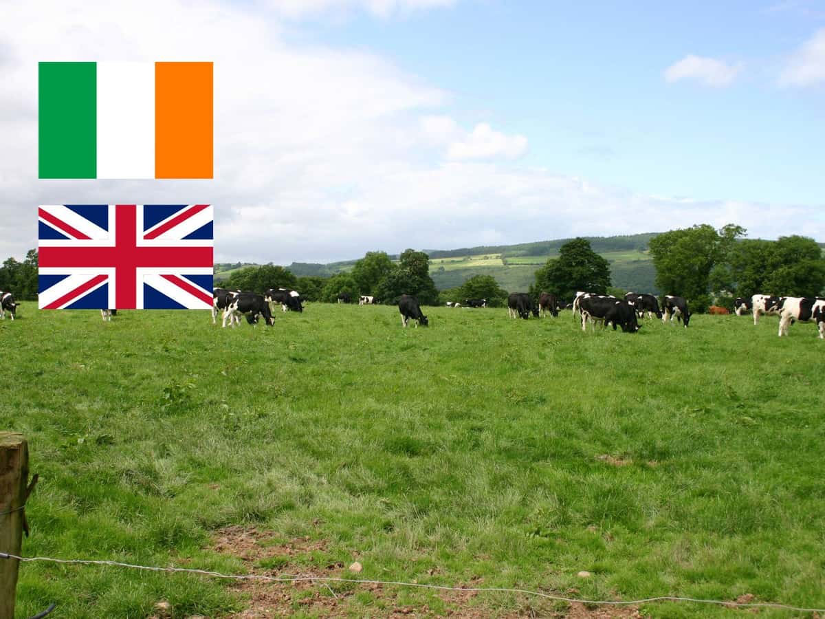 Irland und Großbritannien: Mehr Milch, aber viele Fragezeichen | Elite ...