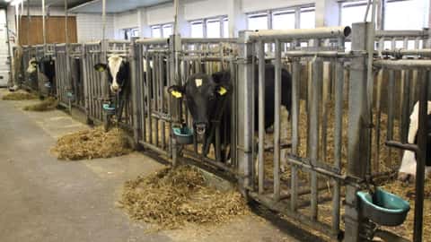 Warum halten Bullen ihre Zuchtwerte nicht? | Elite Magazin