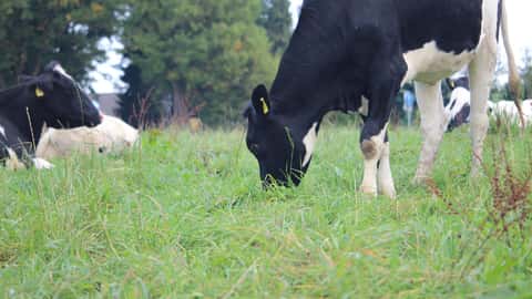 Leberegel bekämpfen | Elite Magazin