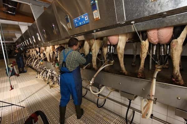 Schnell und körperschonend das Melkgeschirr ansetzen | Elite Magazin